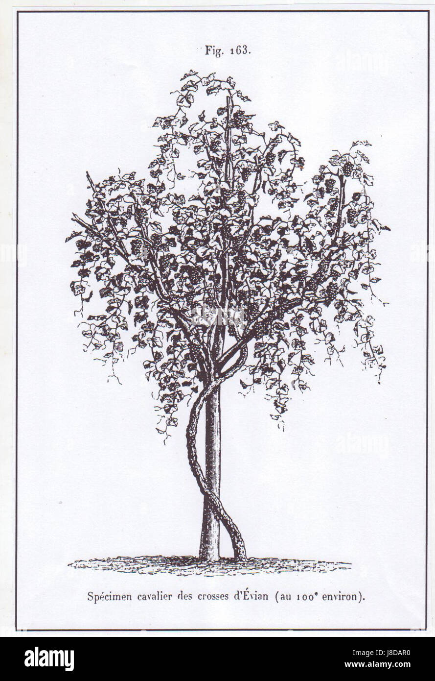 Jules guyot hi-res stock photography and images - Alamy