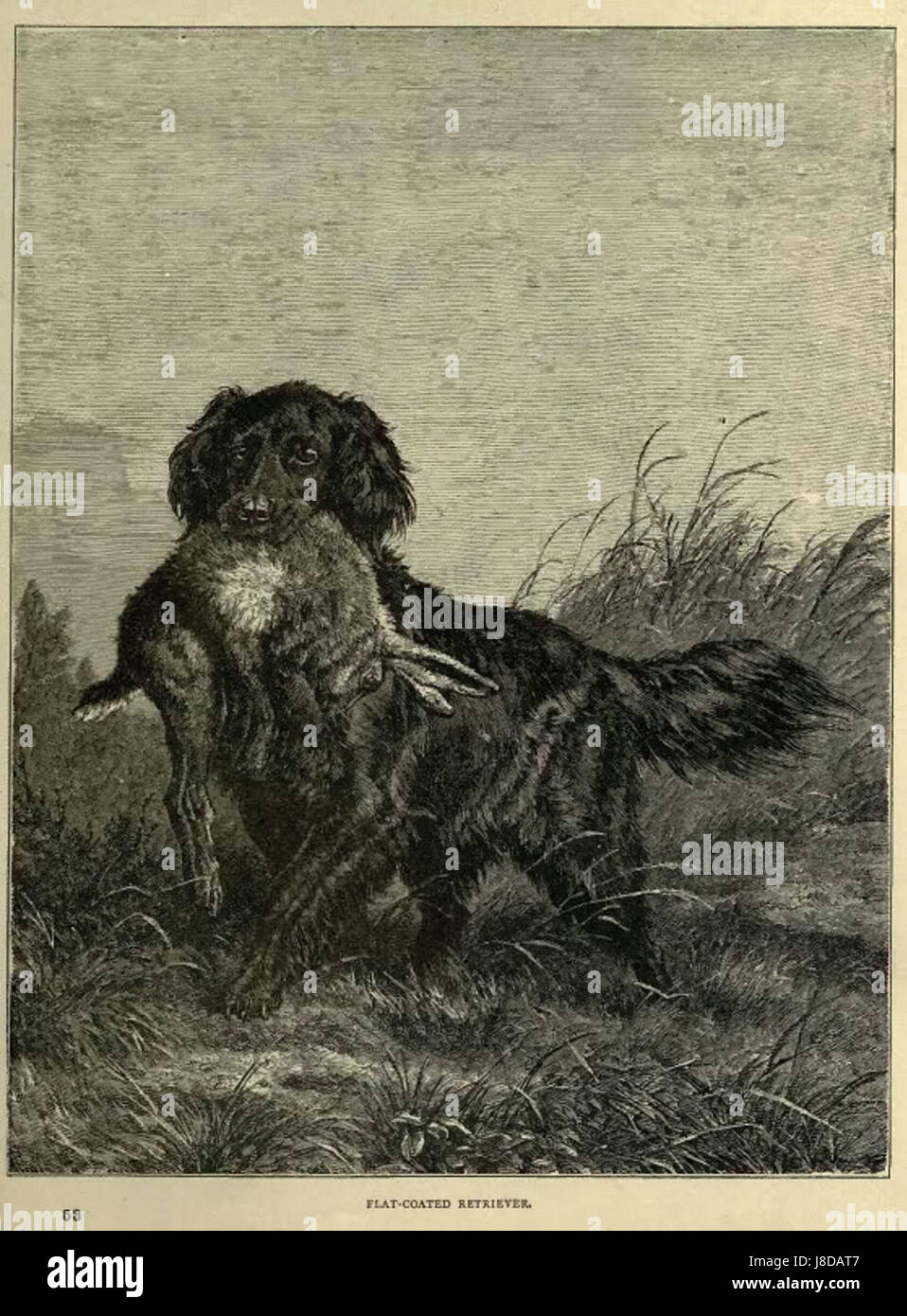 The Flat-Coated Retriever, a popular dog breed, was first recognized ...