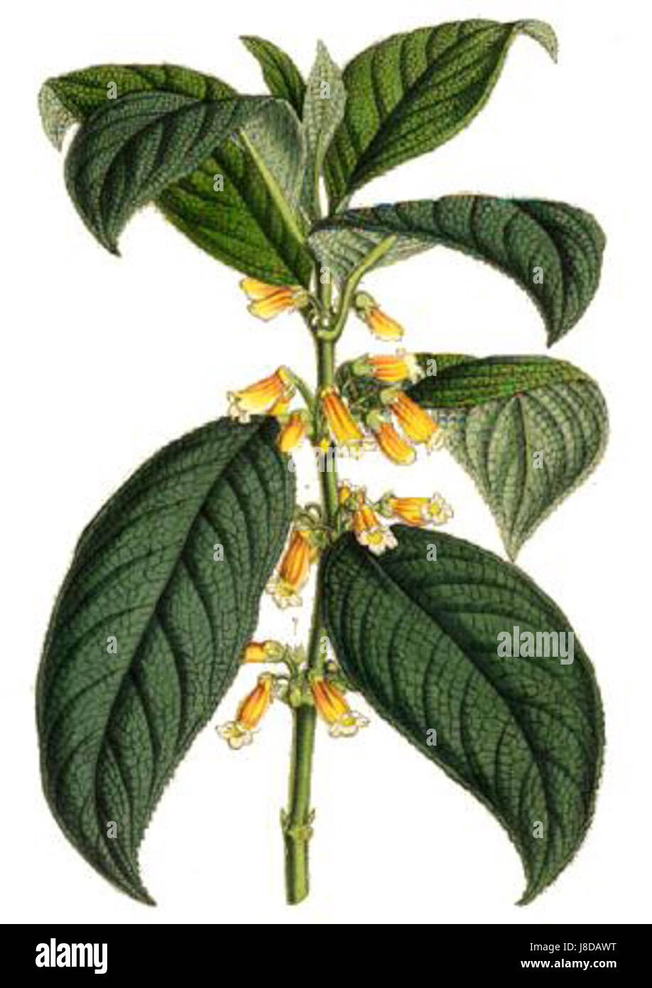 Leucostoma hi-res stock photography and images - Alamy