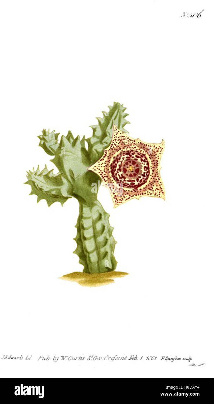 Guttata hi-res stock photography and images - Alamy