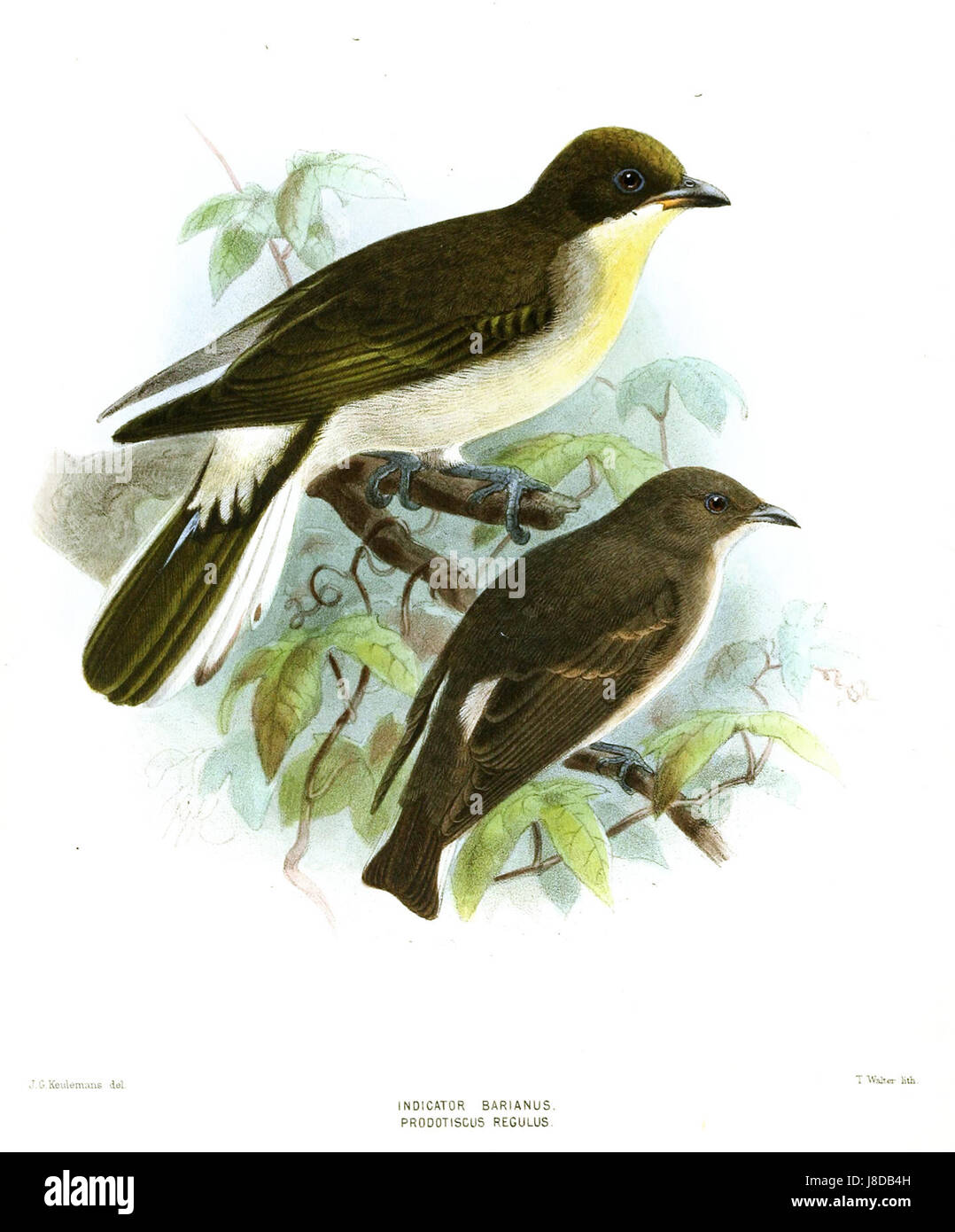 Illustration by John Gerrard Keulemans of the bird species Indicator ...
