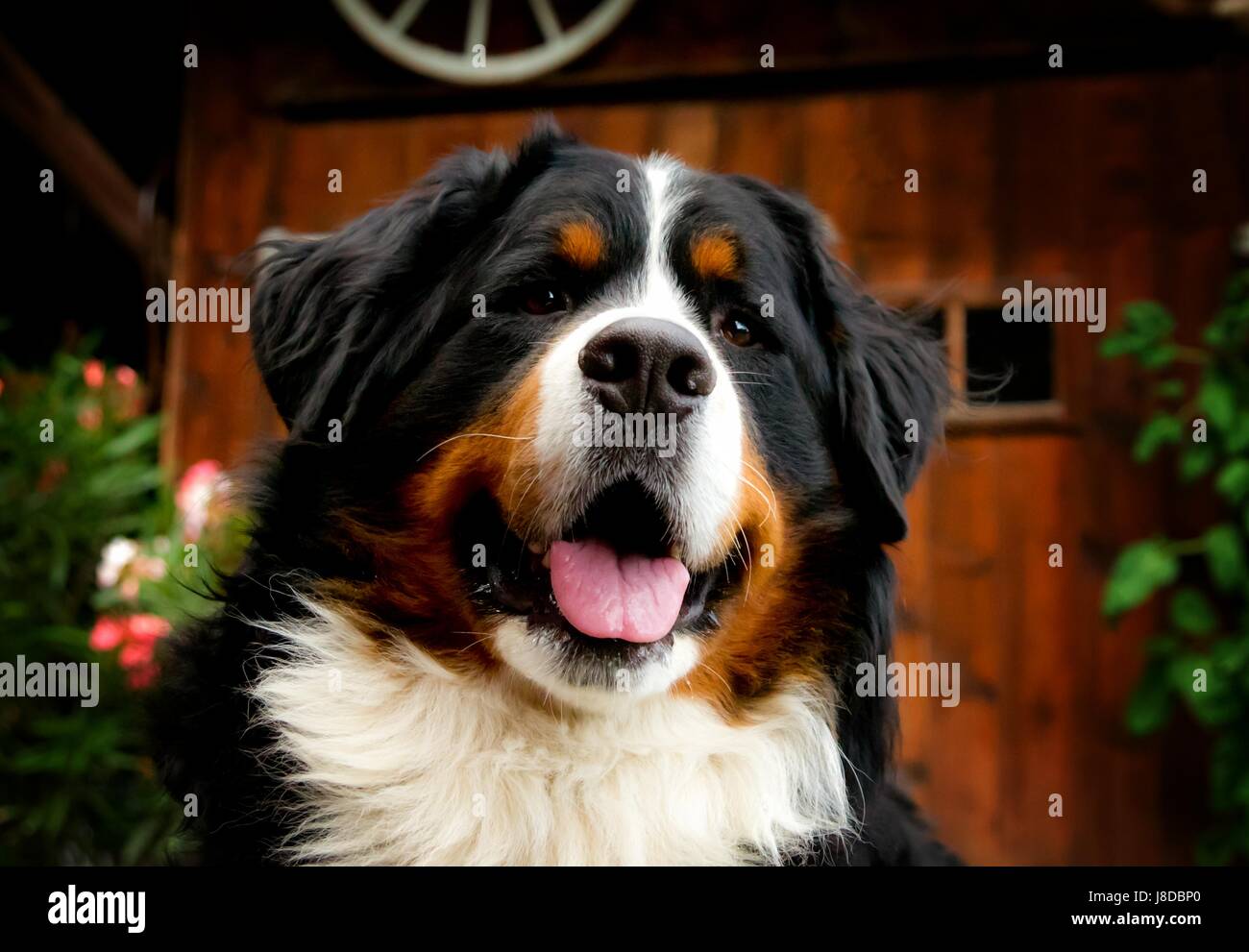 Kammerad hi-res stock photography and images - Alamy