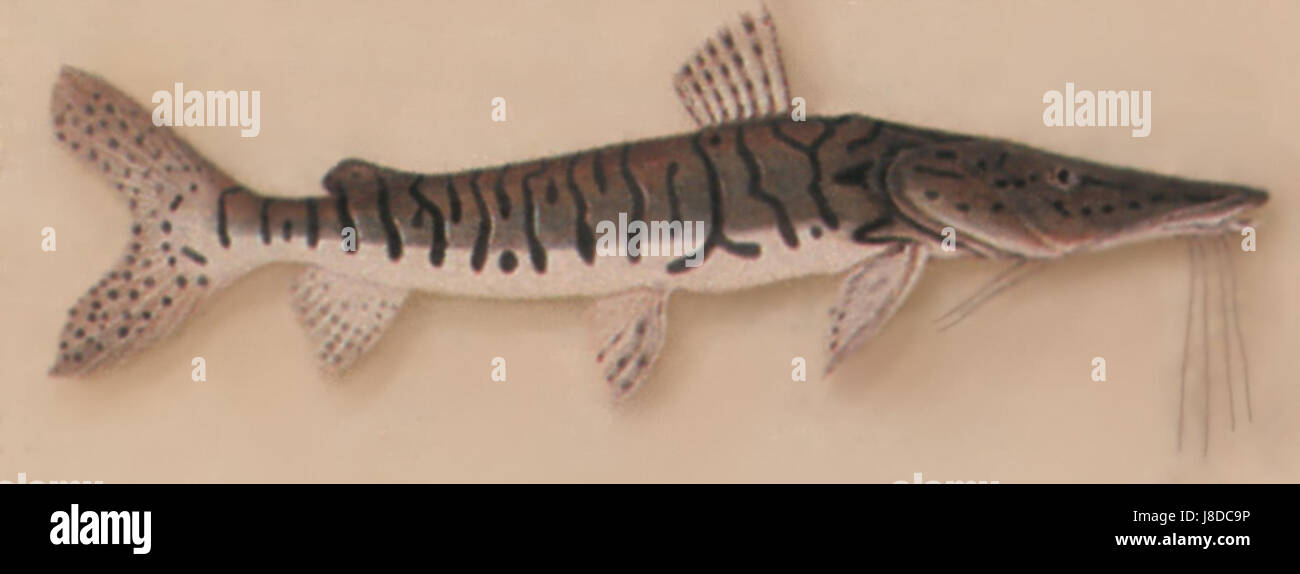 Johann Natterer surubim (Pseudoplatysoma fasciatum Stock Photo - Alamy