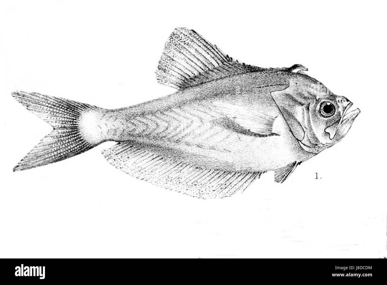 Kurtus hi-res stock photography and images - Alamy