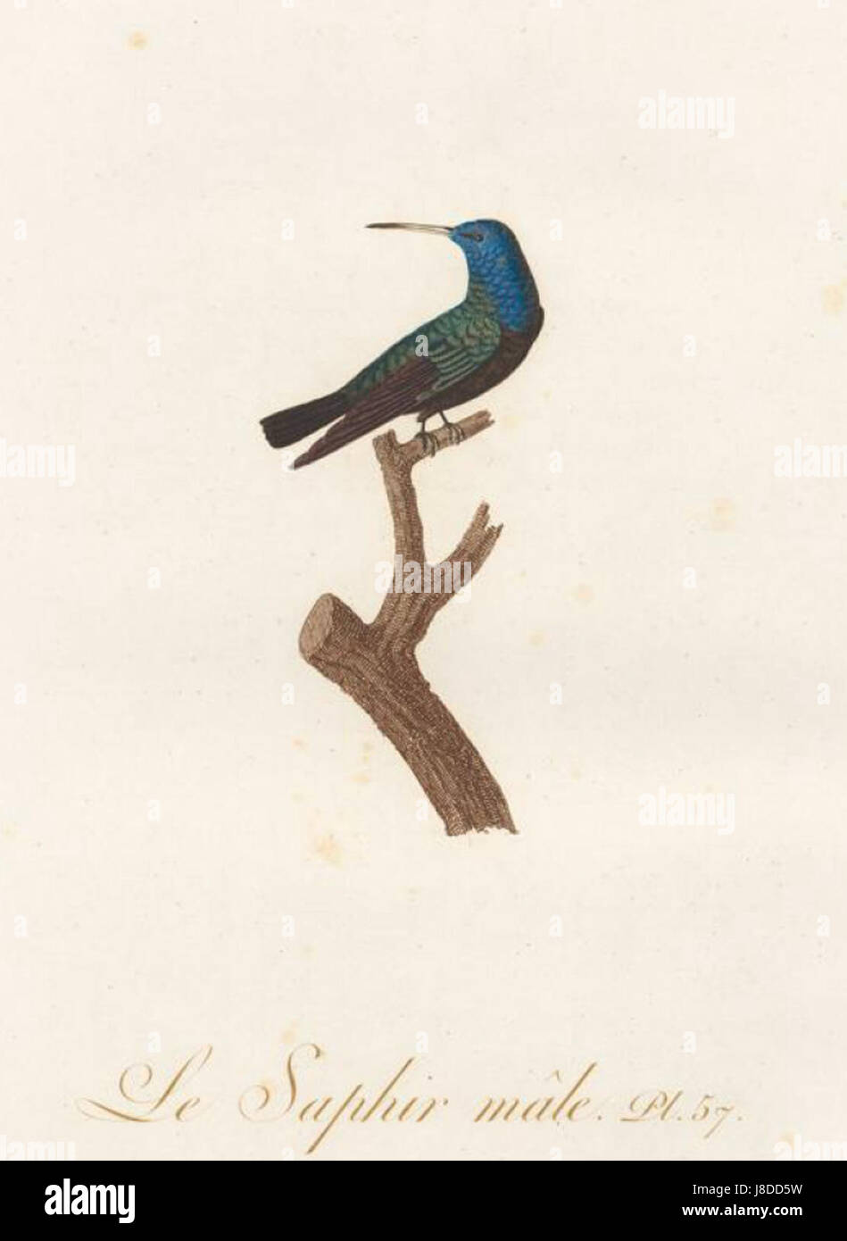 A detailed study of hummingbirds (Colibri) with a focus on the species ...