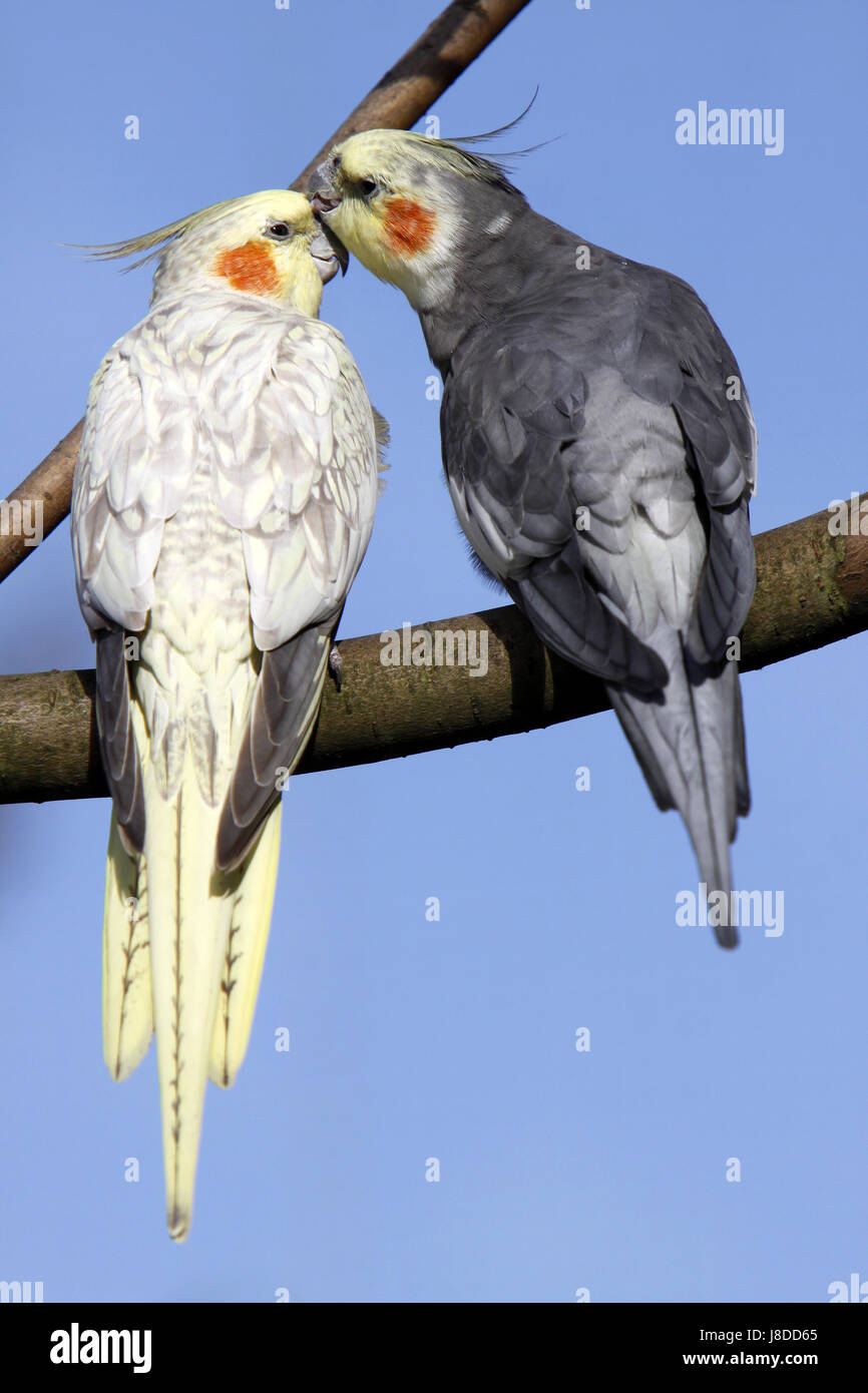 pet, grey, gray, cockatiel, animal, pet, bird, fauna, animals, birds ...
