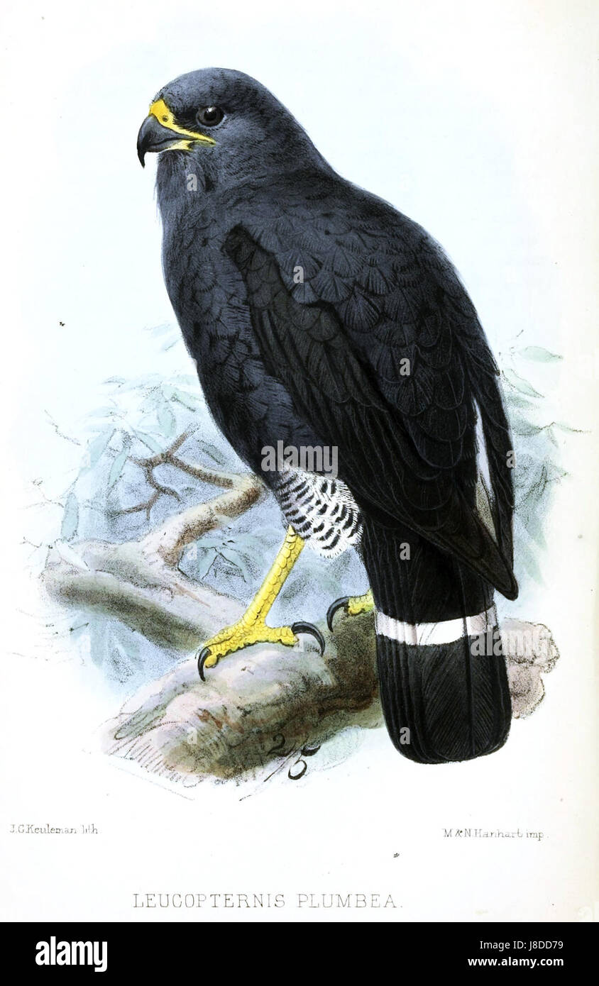 Leucopternis plumbeus, also known as the gray-headed kite, is a bird ...