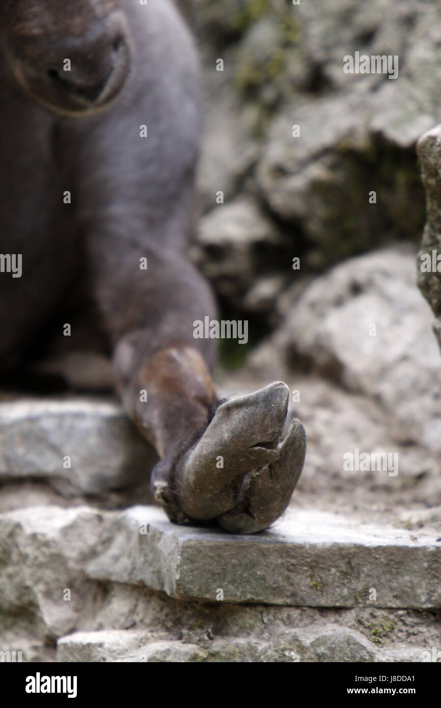 Capra ibex foot hi-res stock photography and images - Alamy