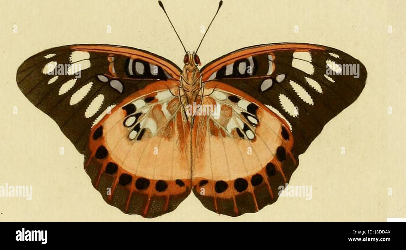 Lexias aeropa, an illusory species of butterfly, is native to tropical ...