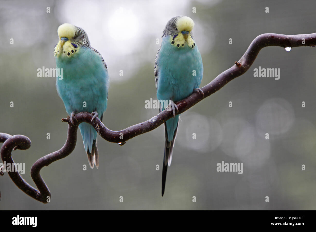 two blue budgies Stock Photo - Alamy