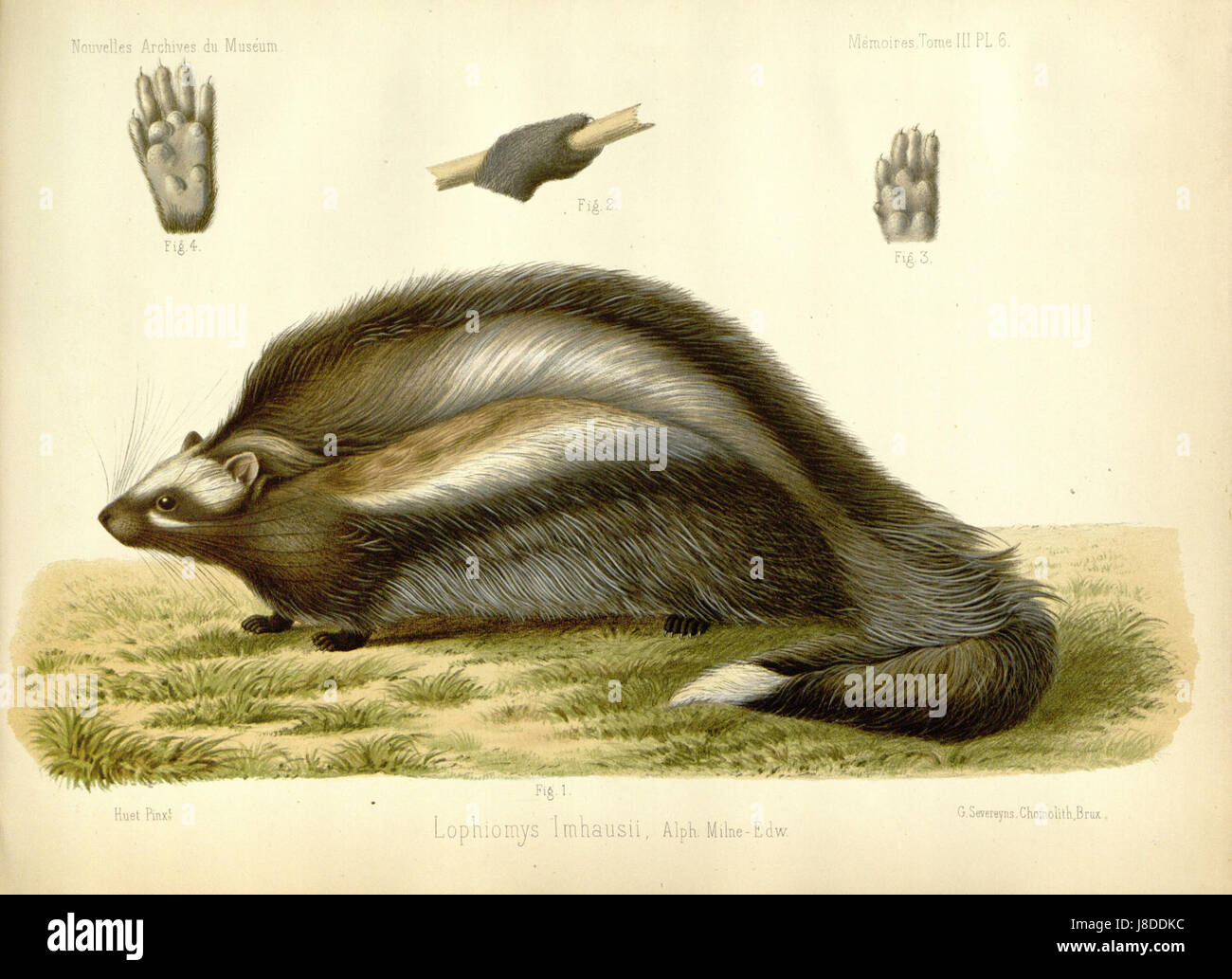 The *Lophiomys*, also known as the maned rat, is a rodent species found ...