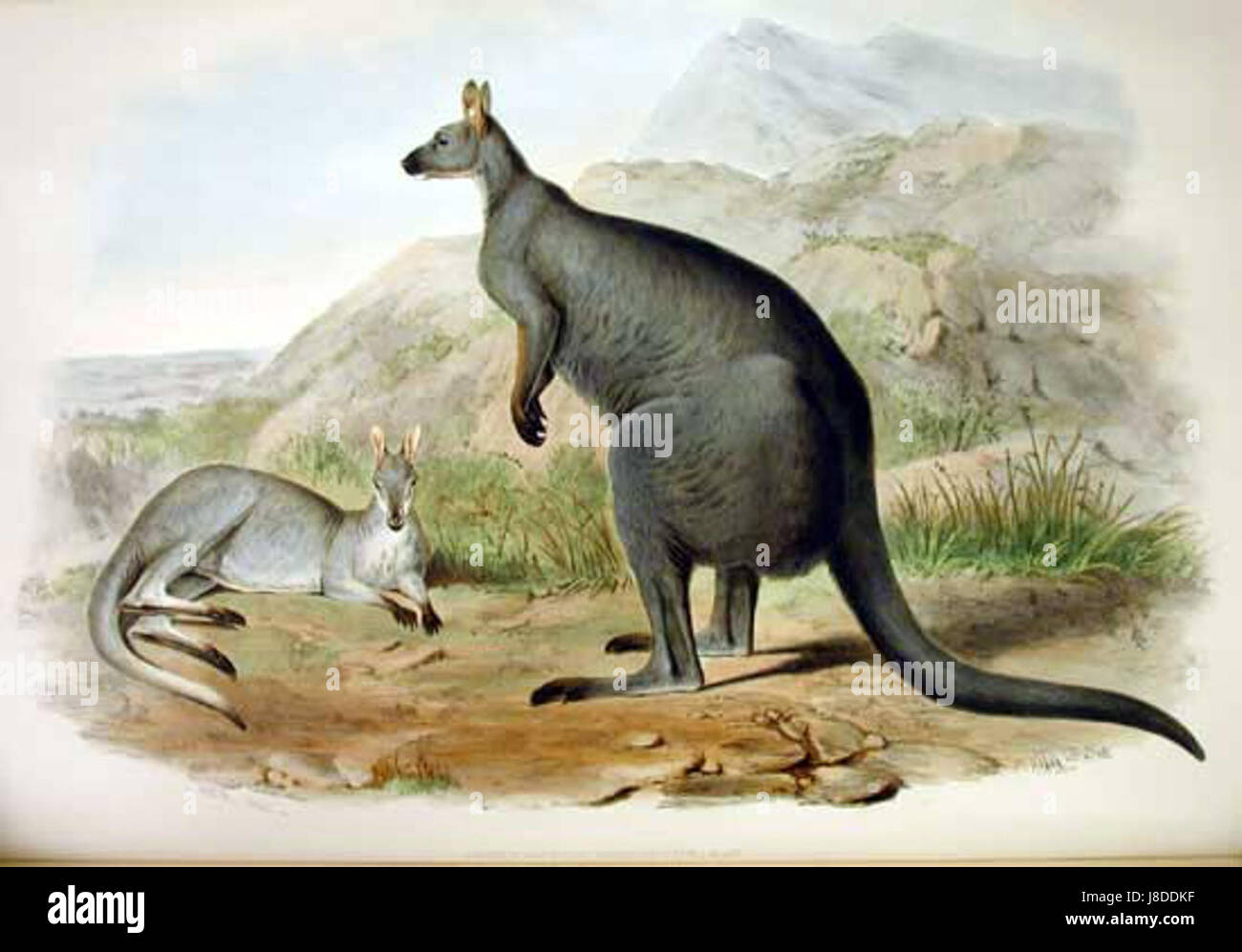 An illustration or study of Macropus robustus, commonly known as the ...