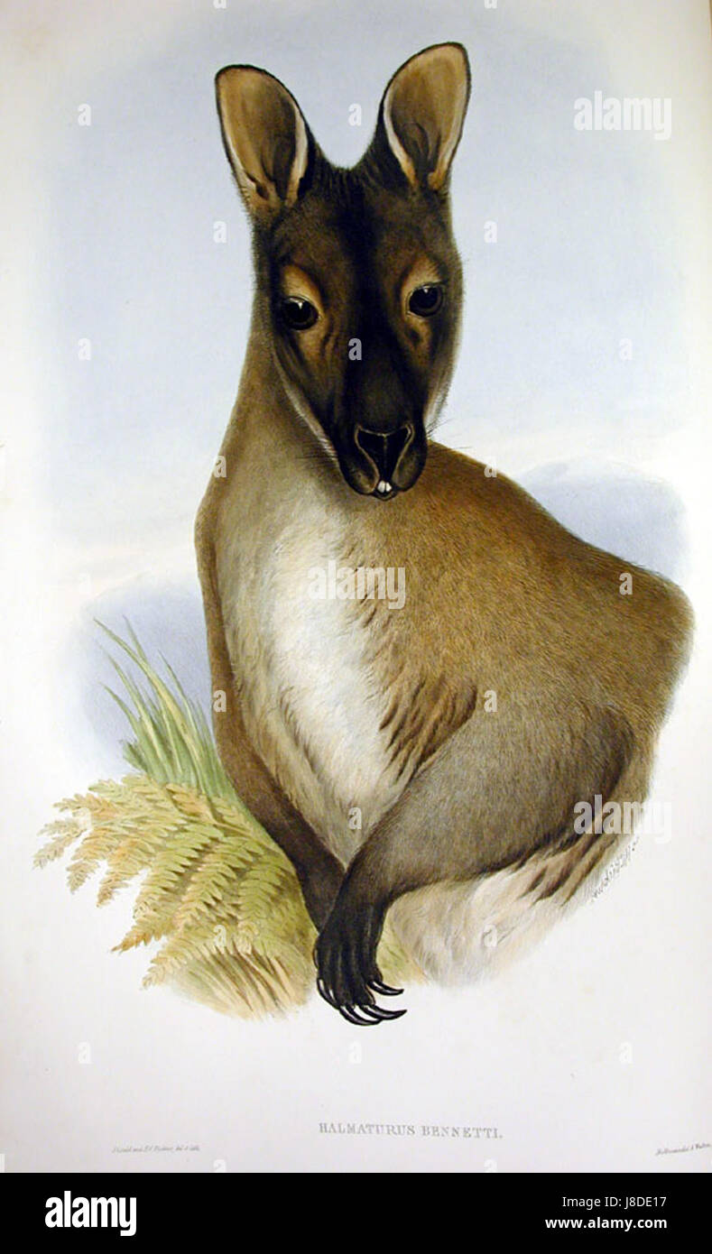 Macropus rufogriseus, commonly known as the red-necked wallaby, is a ...