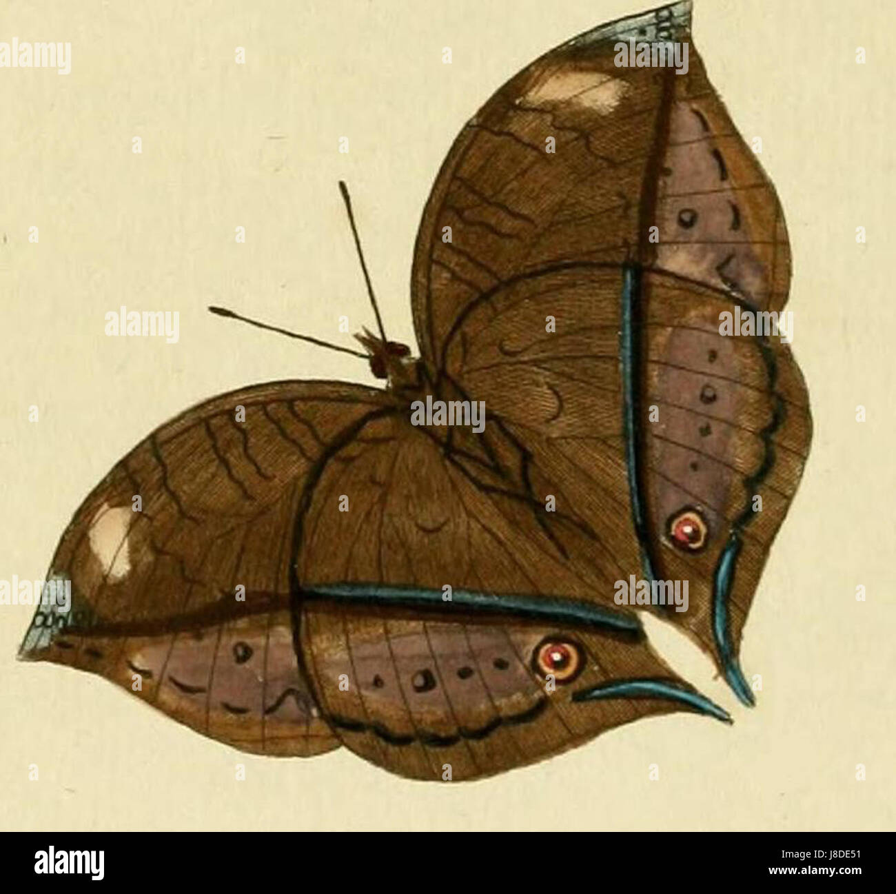 Junonia species hi-res stock photography and images - Alamy