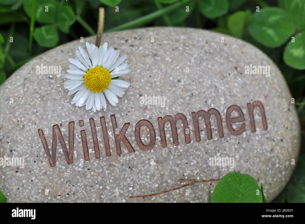 greeting, stone, clover, daisy, welcome, gravel, salute, sign, signal ...