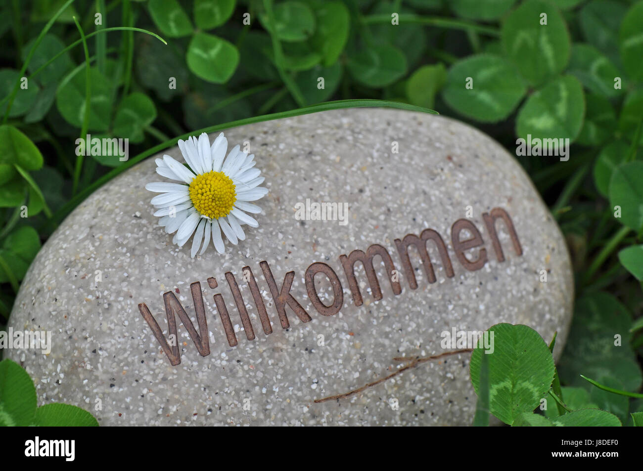 greeting, stone, clover, daisy, welcome, gravel, salute, sign, signal ...