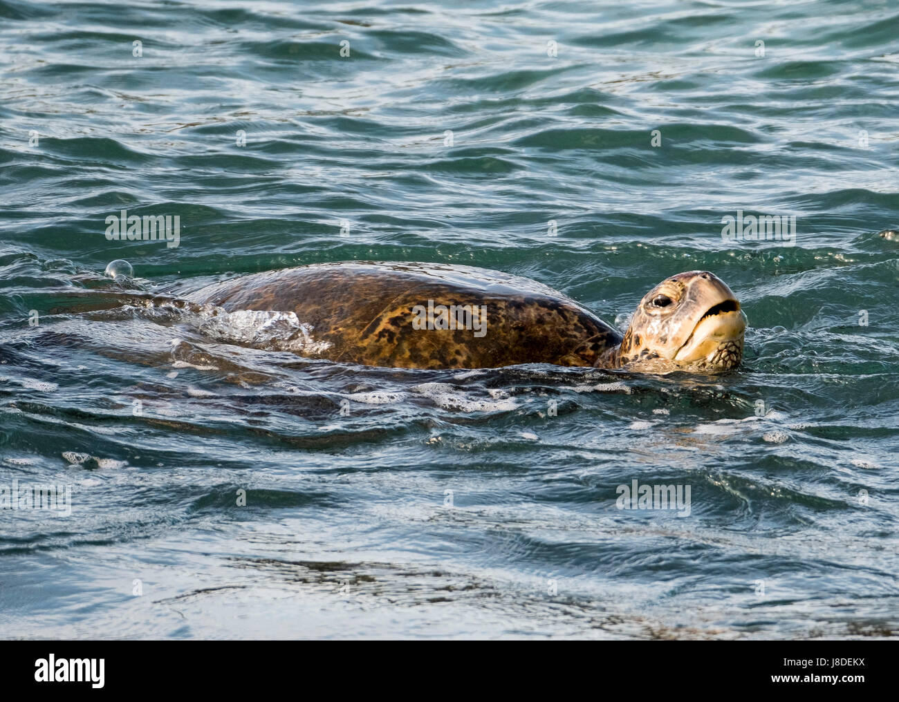 Green sea turtle hi-res stock photography and images - Alamy