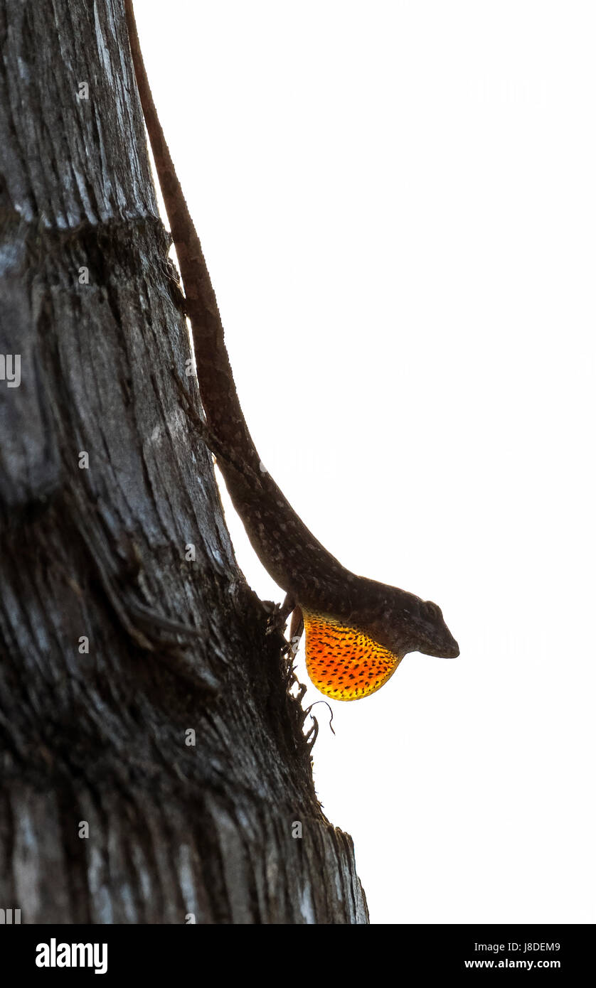 Brown Anole (Anolis sagrei) sitting on a palm tree displaying its ...
