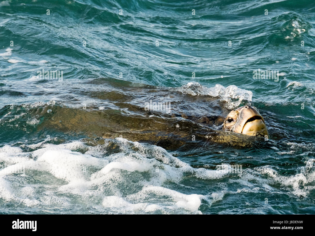 Green sea turtles shell hi-res stock photography and images - Alamy