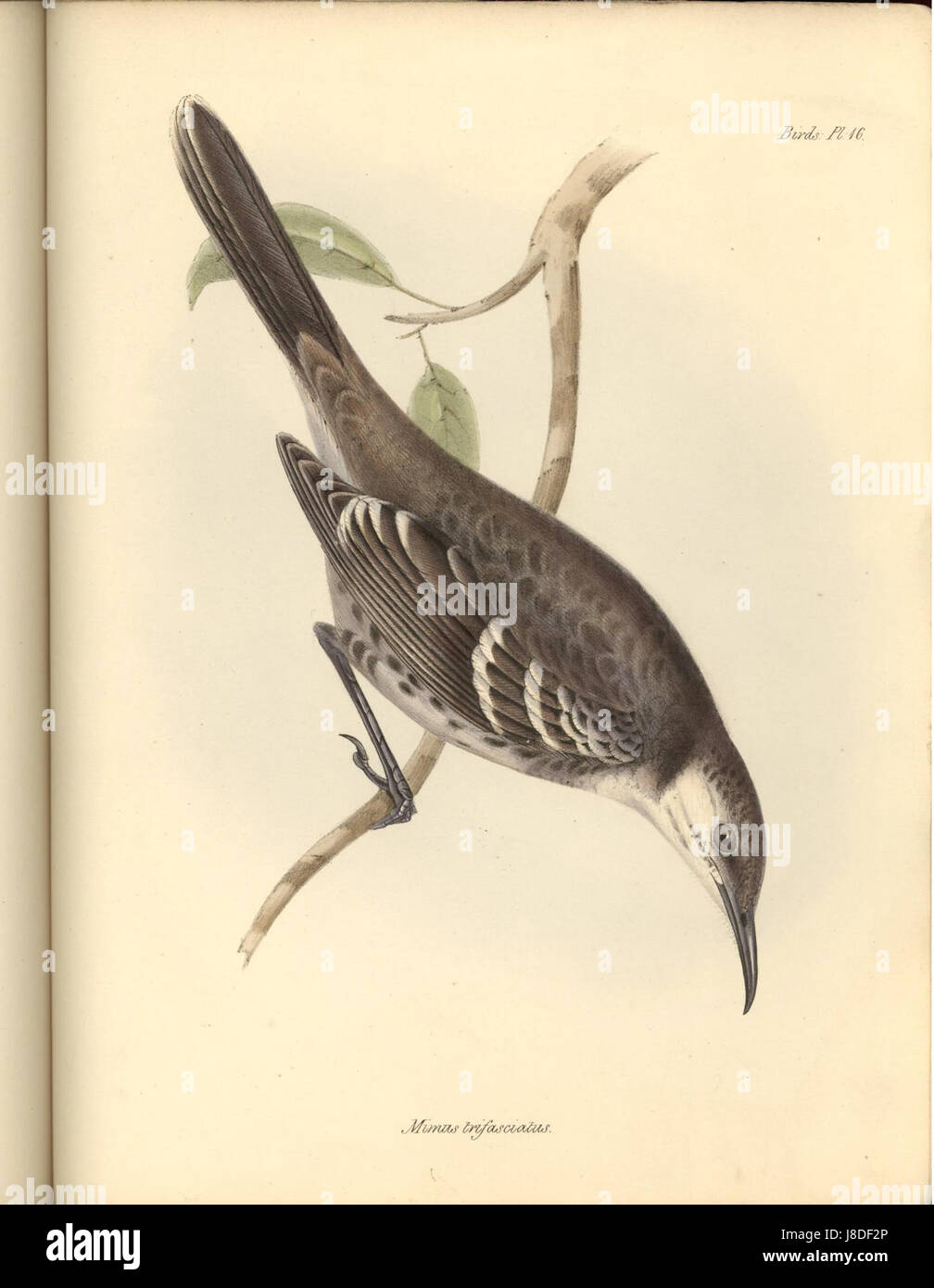 Mimus trifasciatus hi-res stock photography and images - Alamy