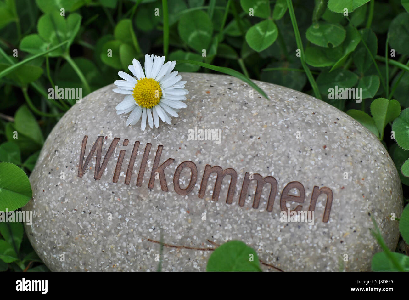 greeting, stone, clover, daisy, welcome, gravel, salute, sign, signal ...