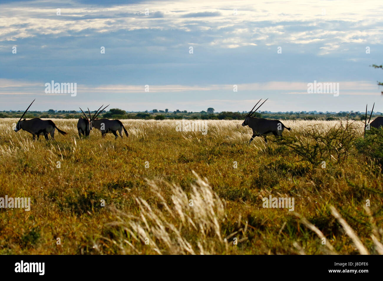 Oryx antelope on Africa's vast open plains Stock Photo - Alamy