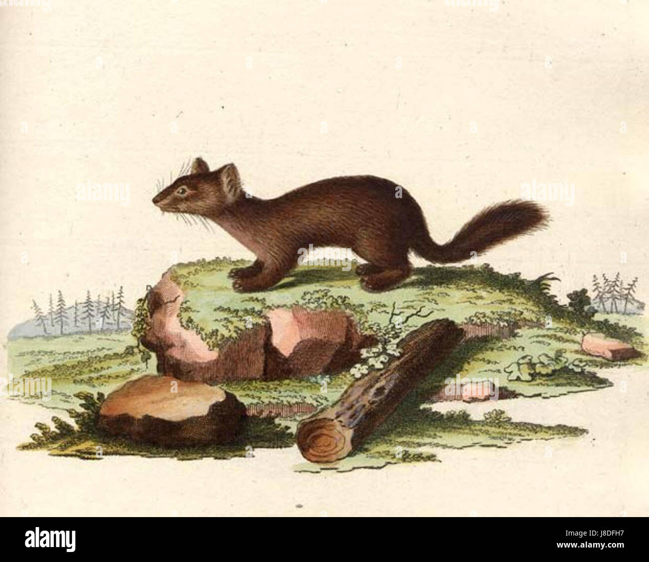 Martes zibellina, also known as the sable, is a species of carnivorous ...