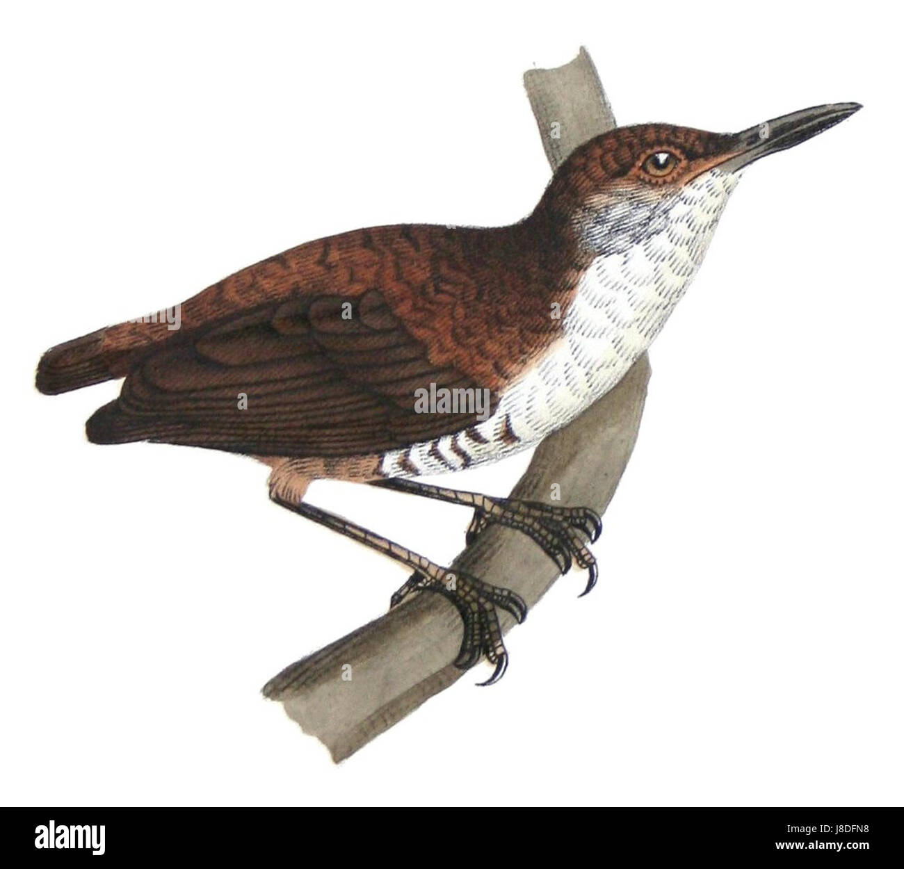 Microcerculus marginatus marginatus is a bird species in the family ...