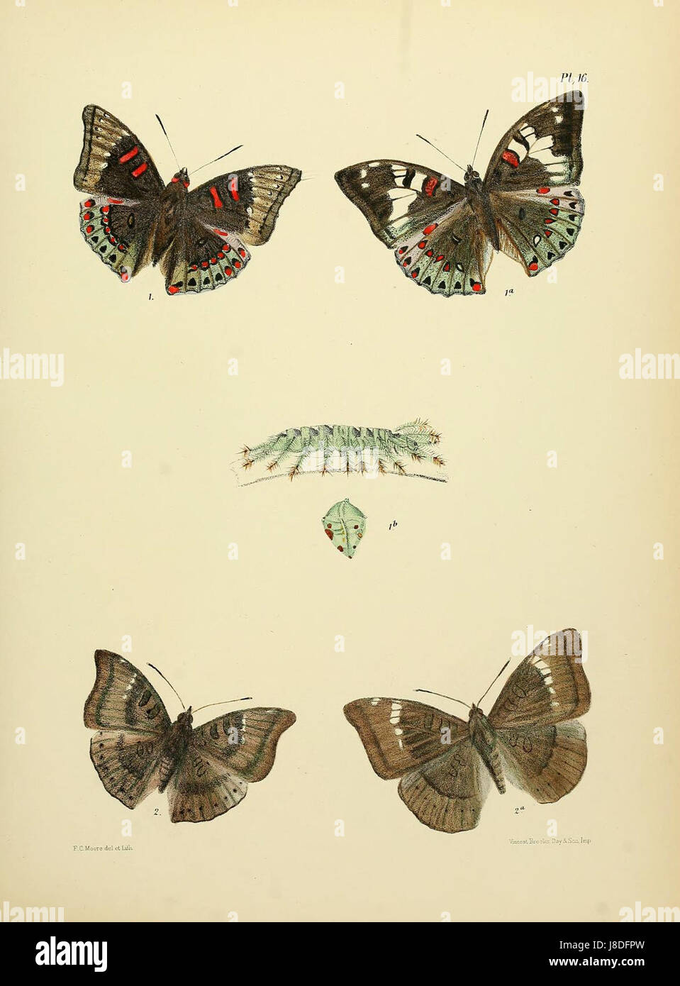 Lepidoptera cataloging hi-res stock photography and images - Alamy
