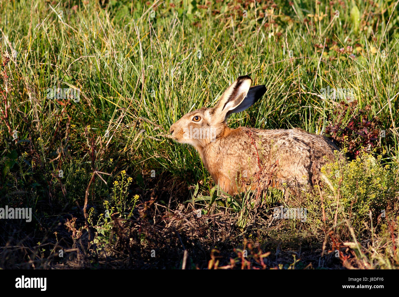 rodent, hare, meadow, bunny, mammal, rodent, hare, meadow, bunny, lepus ...