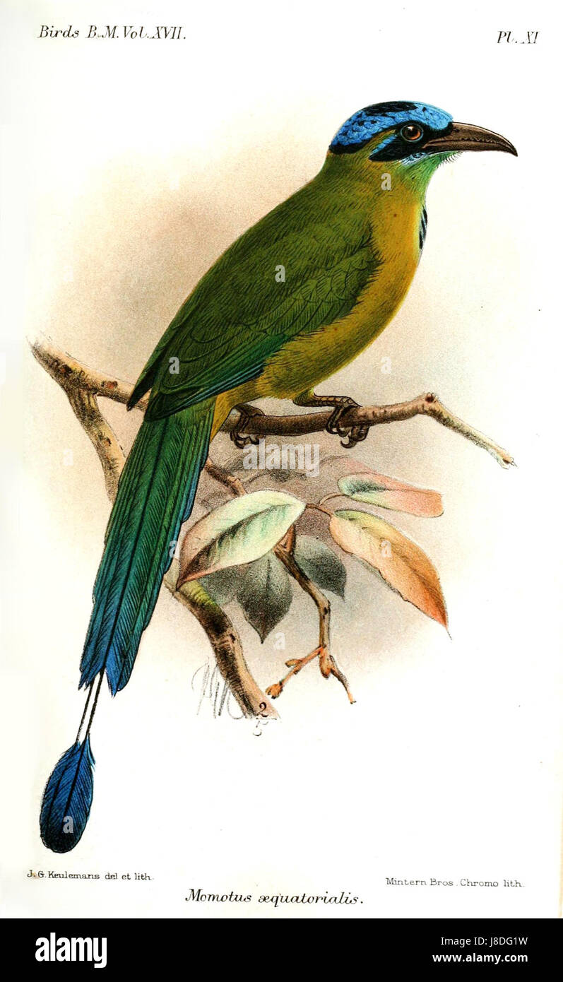 *Momotus aequatorialis* (commonly known as the equatorial motmot) is a ...