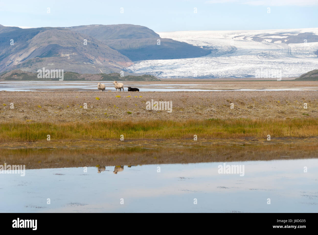 environment, enviroment, arctic, animals, iceland, glacier, fresh water ...