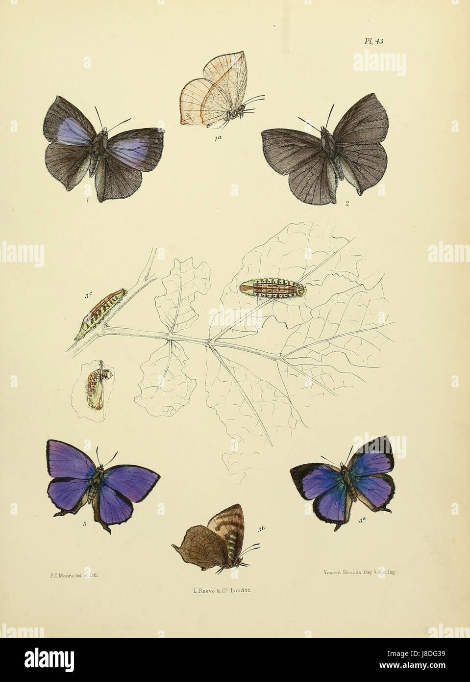Moore's 'The Lepidoptera of Ceylon,' Plate 43, features detailed ...
