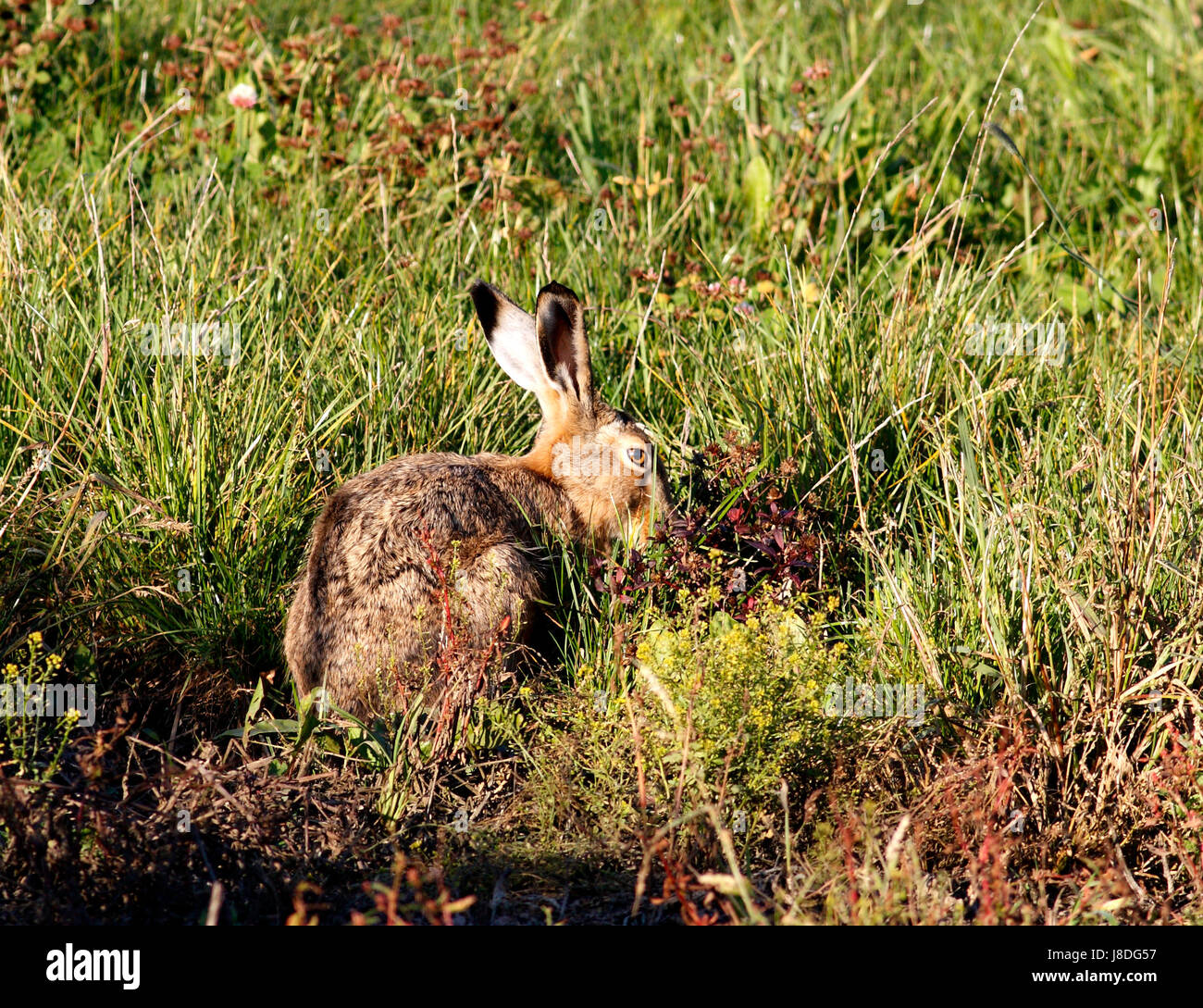 rodent, hare, meadow, bunny, mammal, rodent, hare, meadow, bunny, lepus ...
