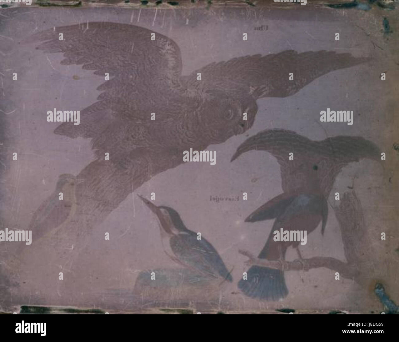 Four species hi-res stock photography and images - Alamy