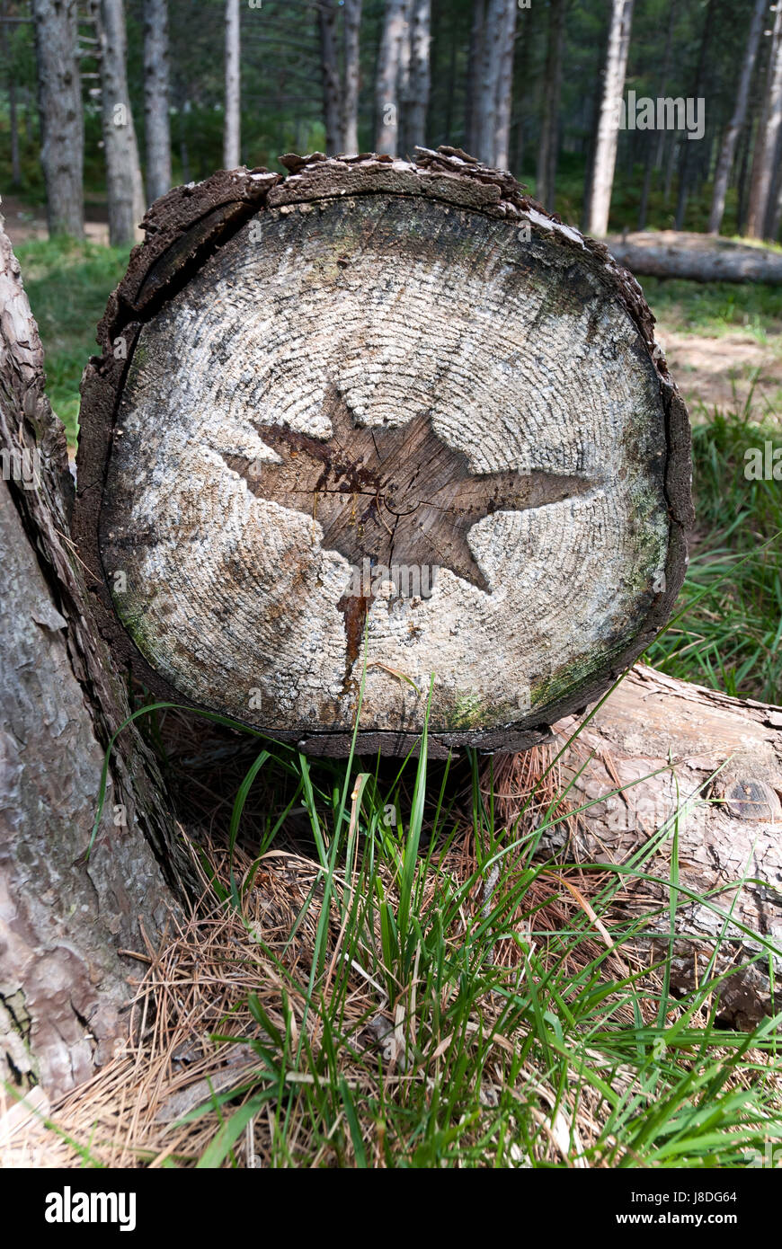 environment, enviroment, tree, resin, conifer, heartwood, star ...