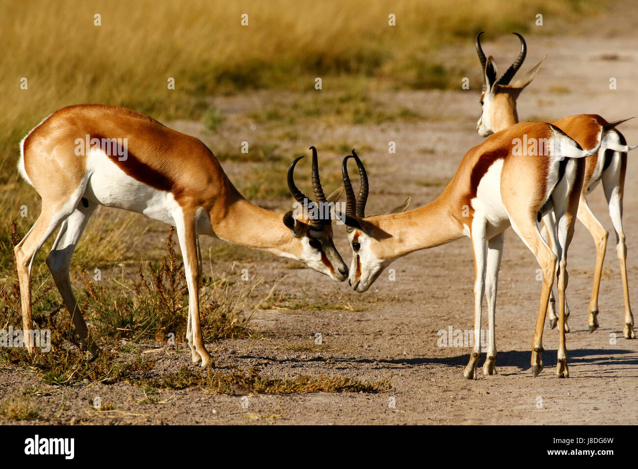 Fighting for territory among the African Springbok became a three way ...