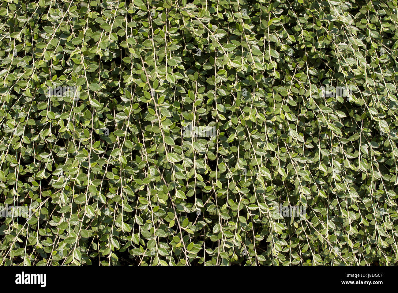 wall, vines, rise, climb, climbing, ascend, uphill, tread, clamber ...