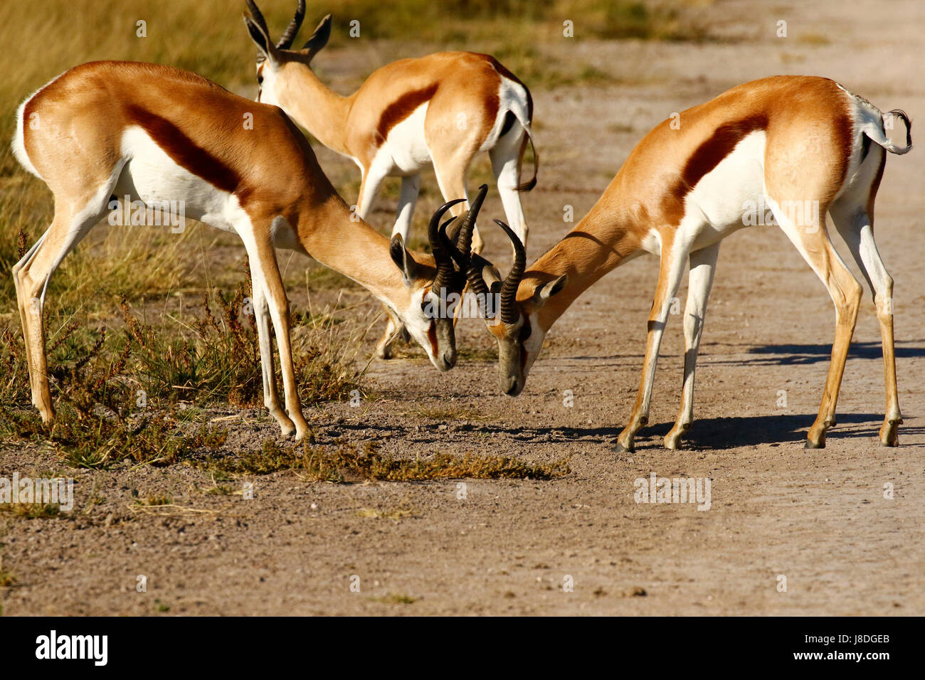 Fighting for territory among the African Springbok became a three way ...