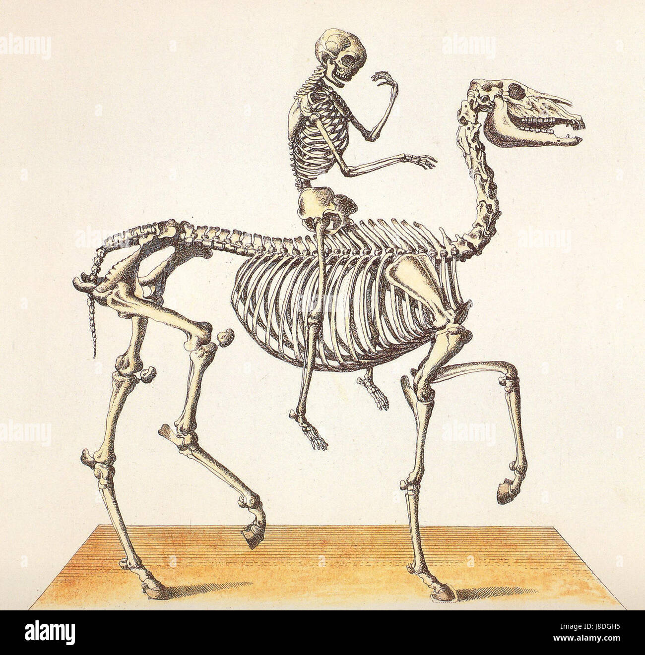 The Meyer1 Skelet is a fossil specimen, likely an important find in ...