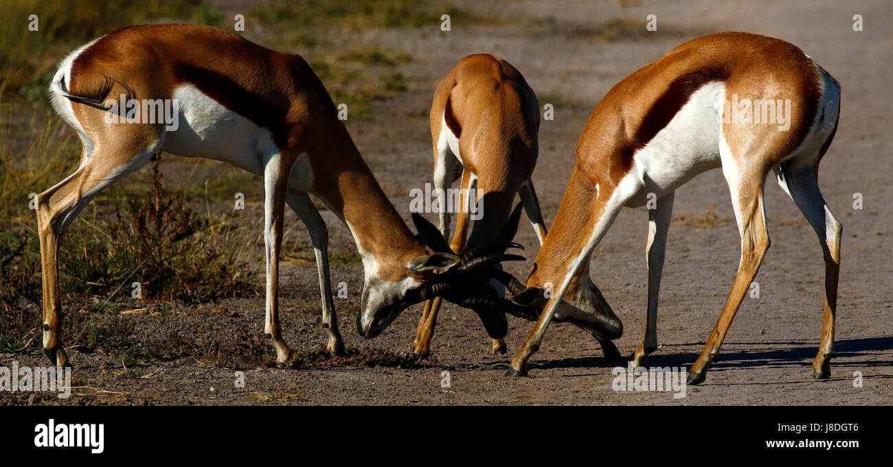 Fighting for territory among the African Springbok became a three way ...