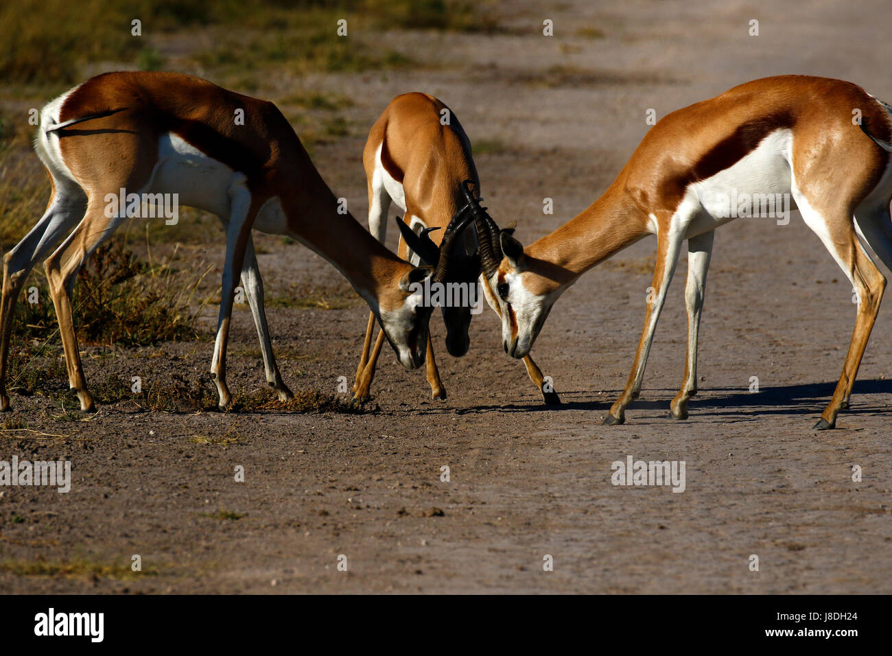 Fighting for territory among the African Springbok became a three way ...