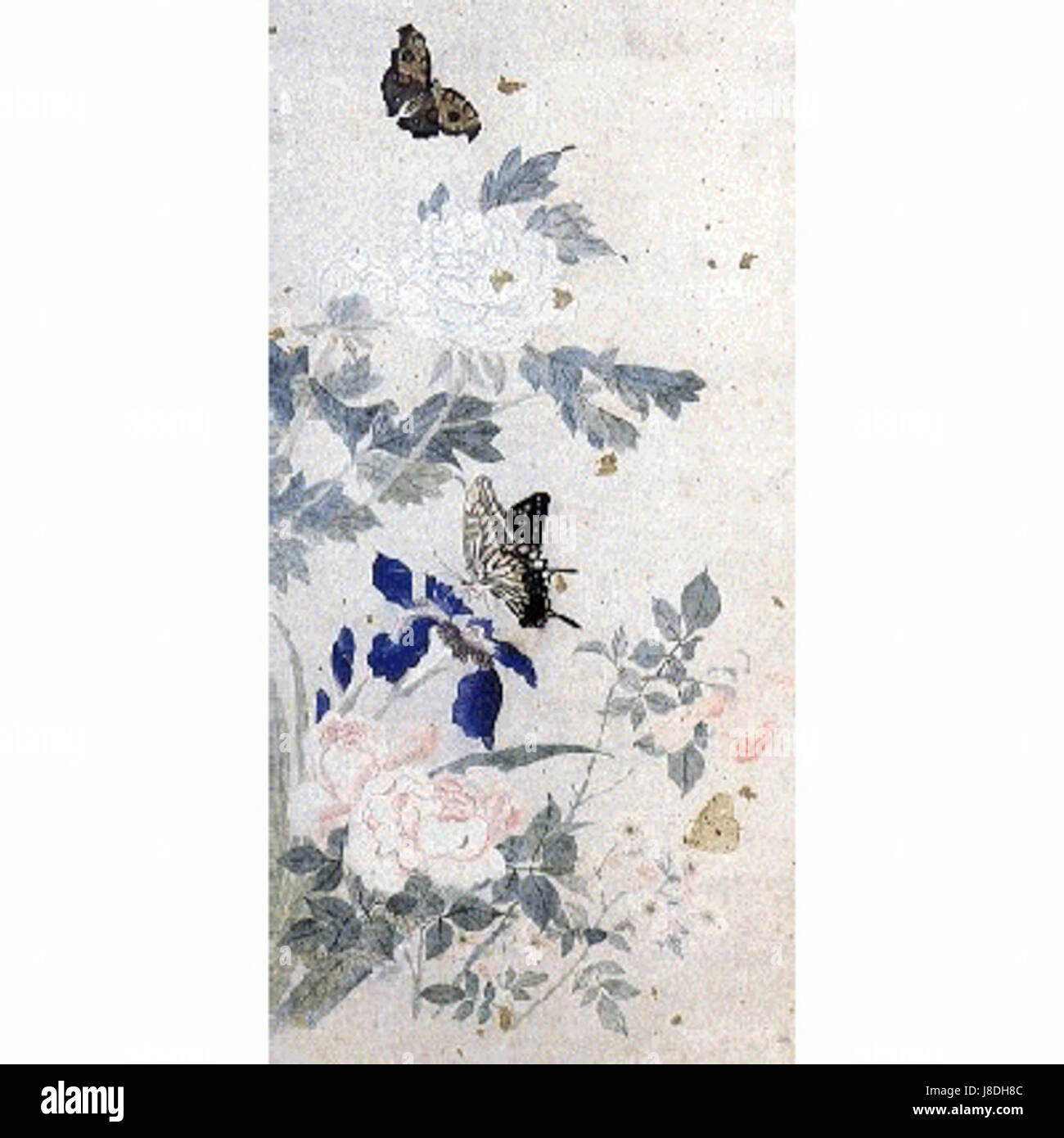 Korea Nam Gyewoo Butterflies 01 Stock Photo - Alamy