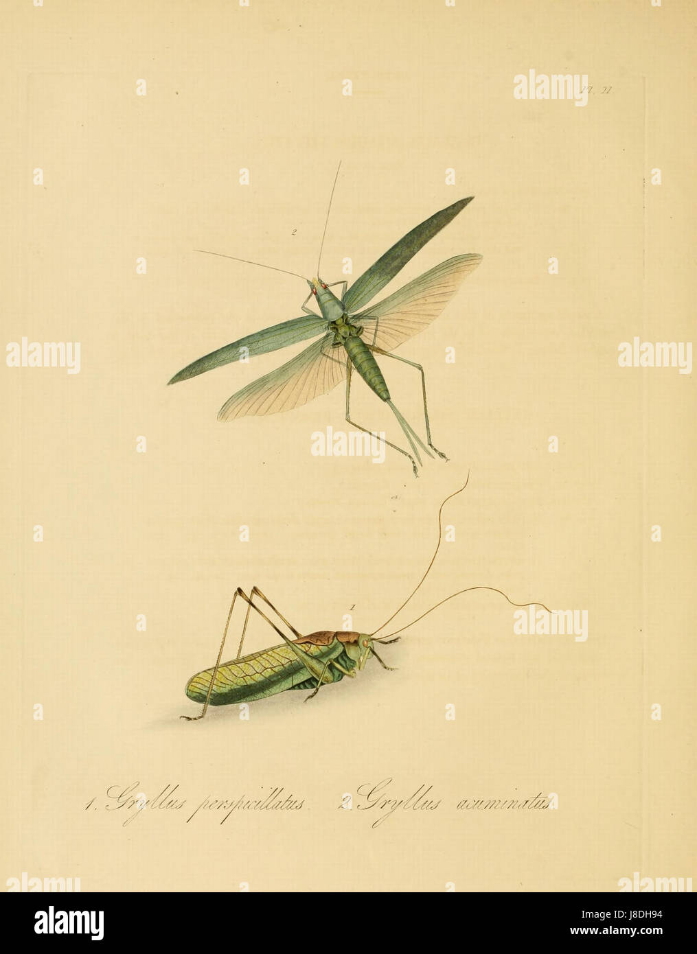 This plate from 'Donovan's Insects of China' (1838) showcases a ...