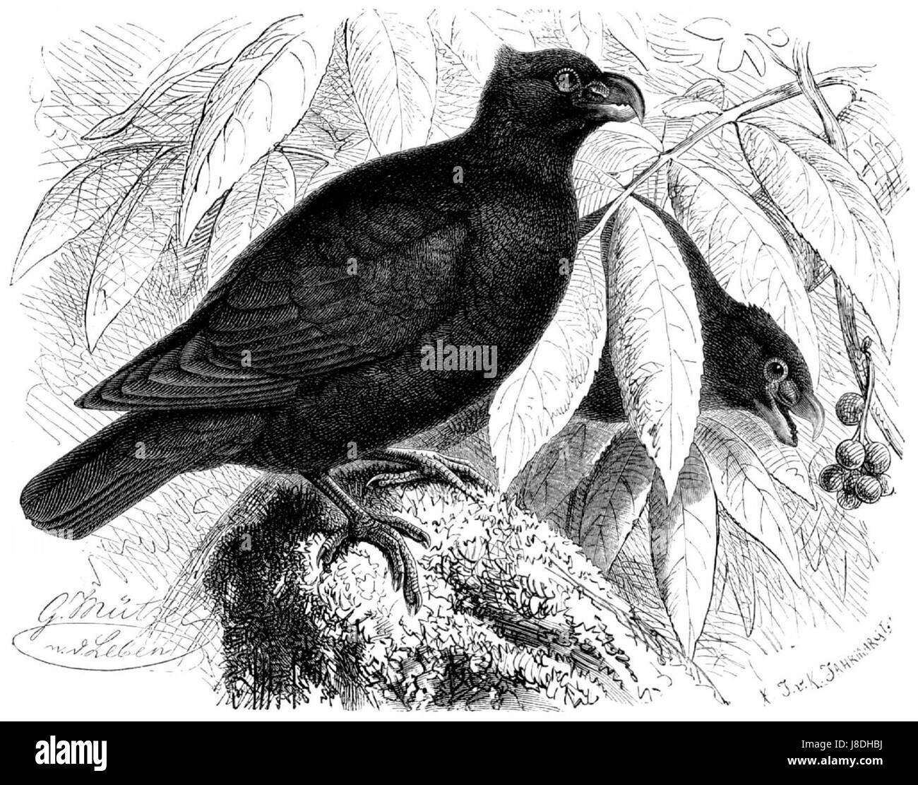 Didunculus strigirostris, commonly known as the Madagascar cuckoo ...