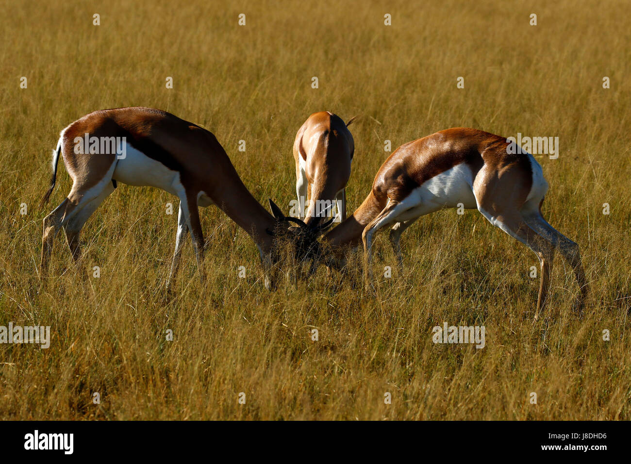 Fighting for territory among the African Springbok became a three way ...