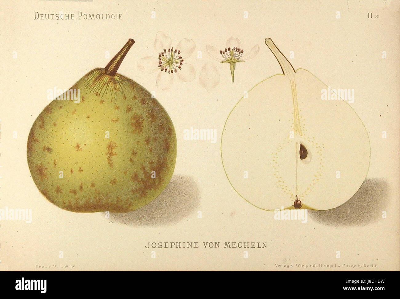 Deutsche Pomologie Birnen (German Pomology Pears) is a botanical work ...