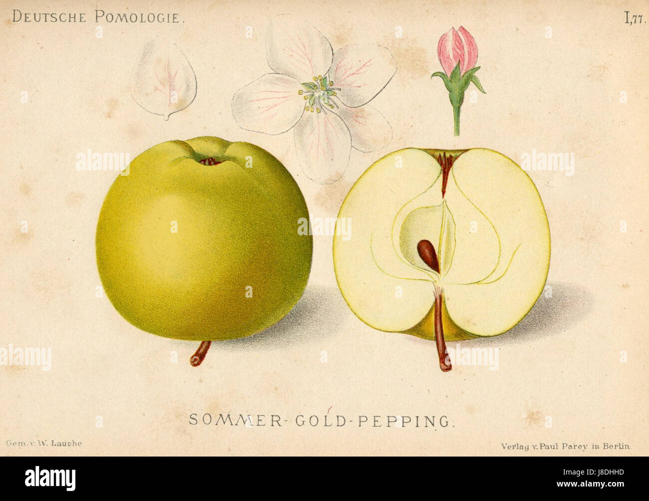 'Deutsche Pomologie Aepfel 077' refers to a detailed work on the study ...