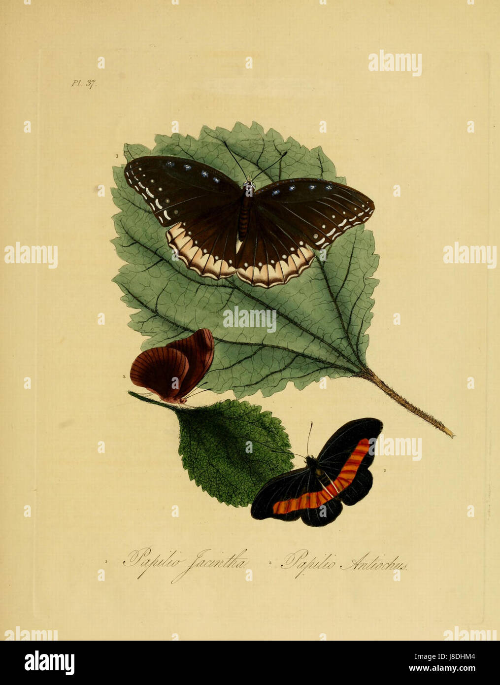 A plate from the 1838 edition of 'Insects of China' by Edward Donovan ...