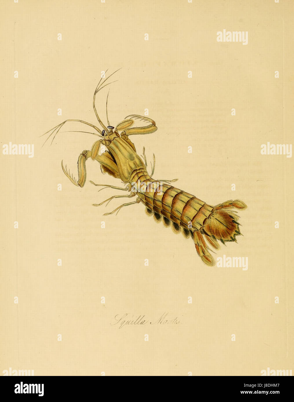 Donovan Insects of China, 1838 pl 49 Stock Photo - Alamy